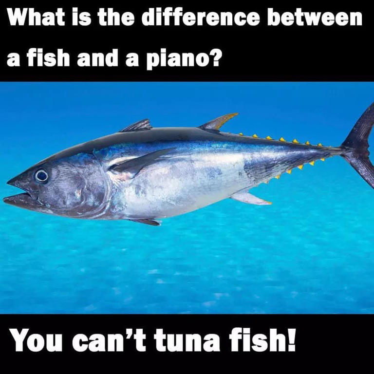 30 Funny Fish Memes That'll Have You Flopping On The Deck With Laughter