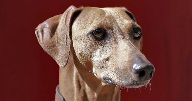 All About the Azawakh: 5 Interesting Facts