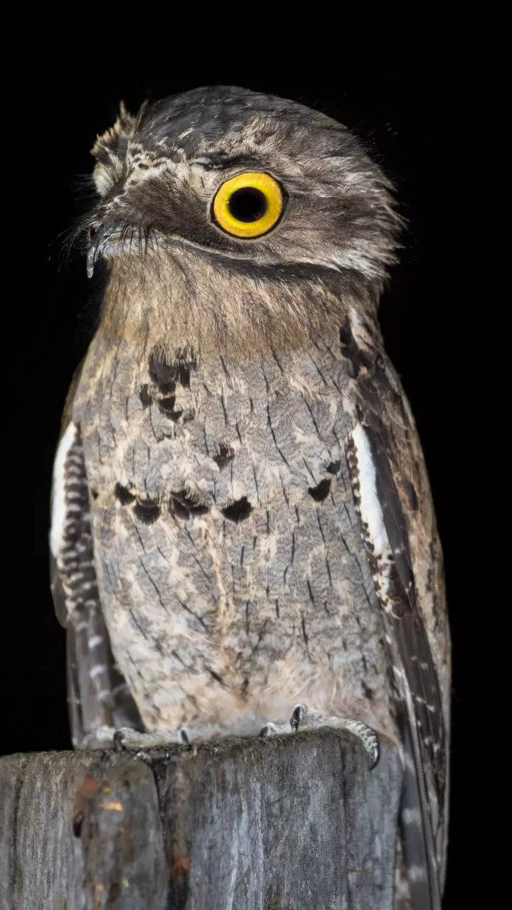 Great Potoo: A bird that can see without opening its eyes