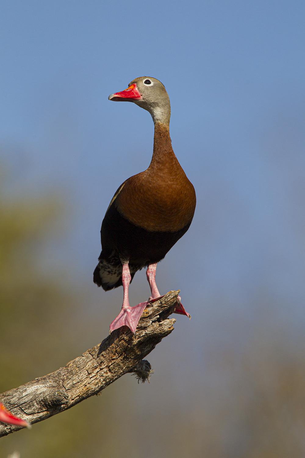 Whistling duck. The sights and sounds of this "part duck, part goose" bird