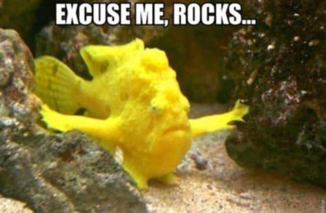 30 Funny Fish Memes That'll Have You Flopping On The Deck With Laughter