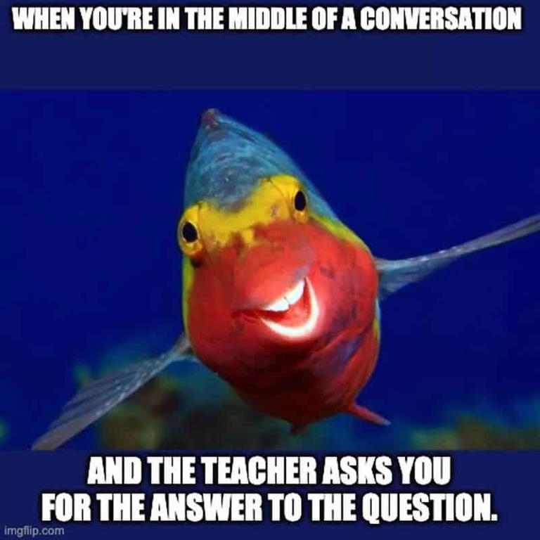 30 Funny Fish Memes That'll Have You Flopping On The Deck With Laughter