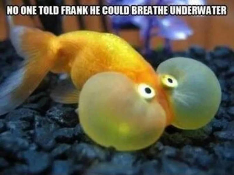 30 Funny Fish Memes That'll Have You Flopping On The Deck With Laughter