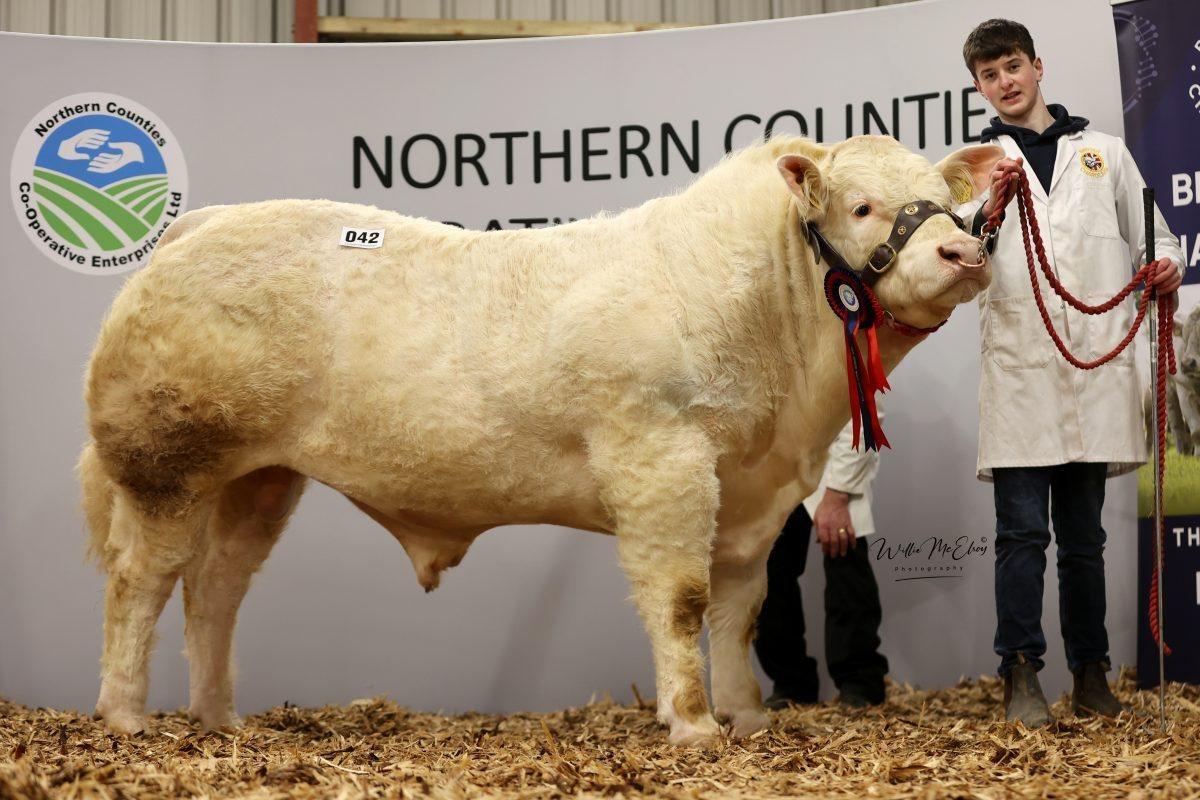 Charolais trade tops at 9600gns at Swatragh Spring Supreme