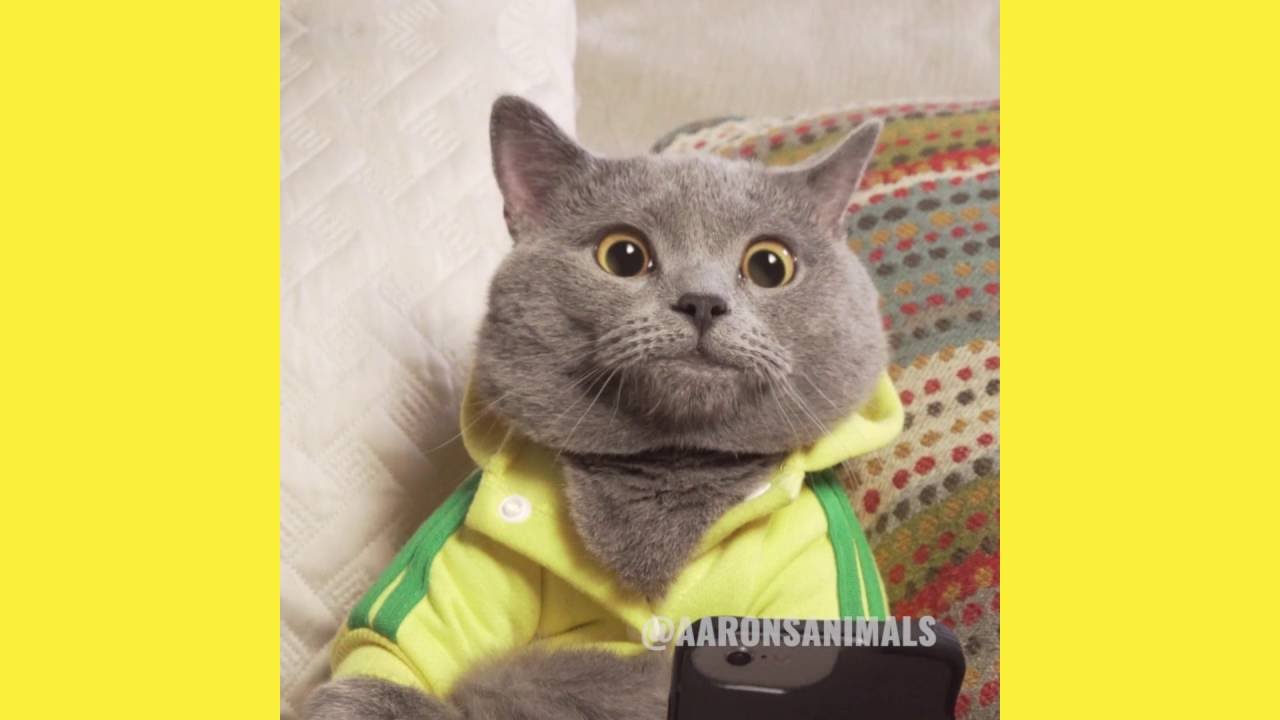 Cat becomes a pro Pokemon Go player in fun video