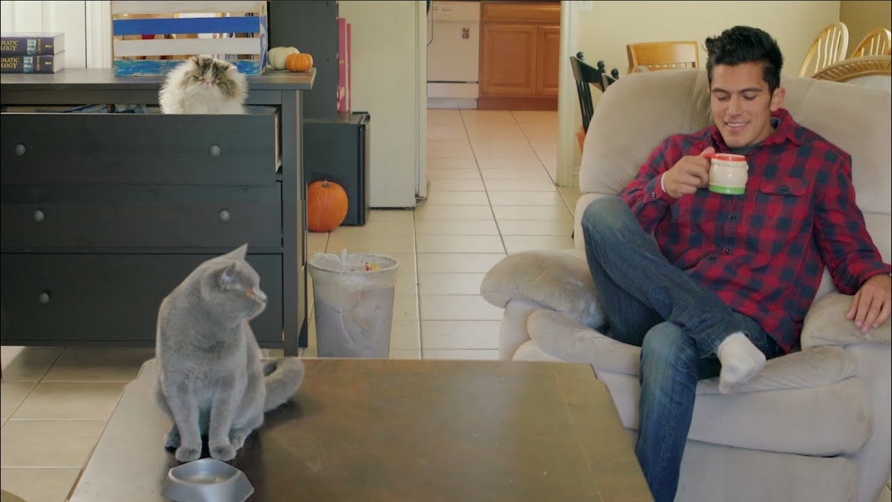 Cat finds creative way to get a cheat meal