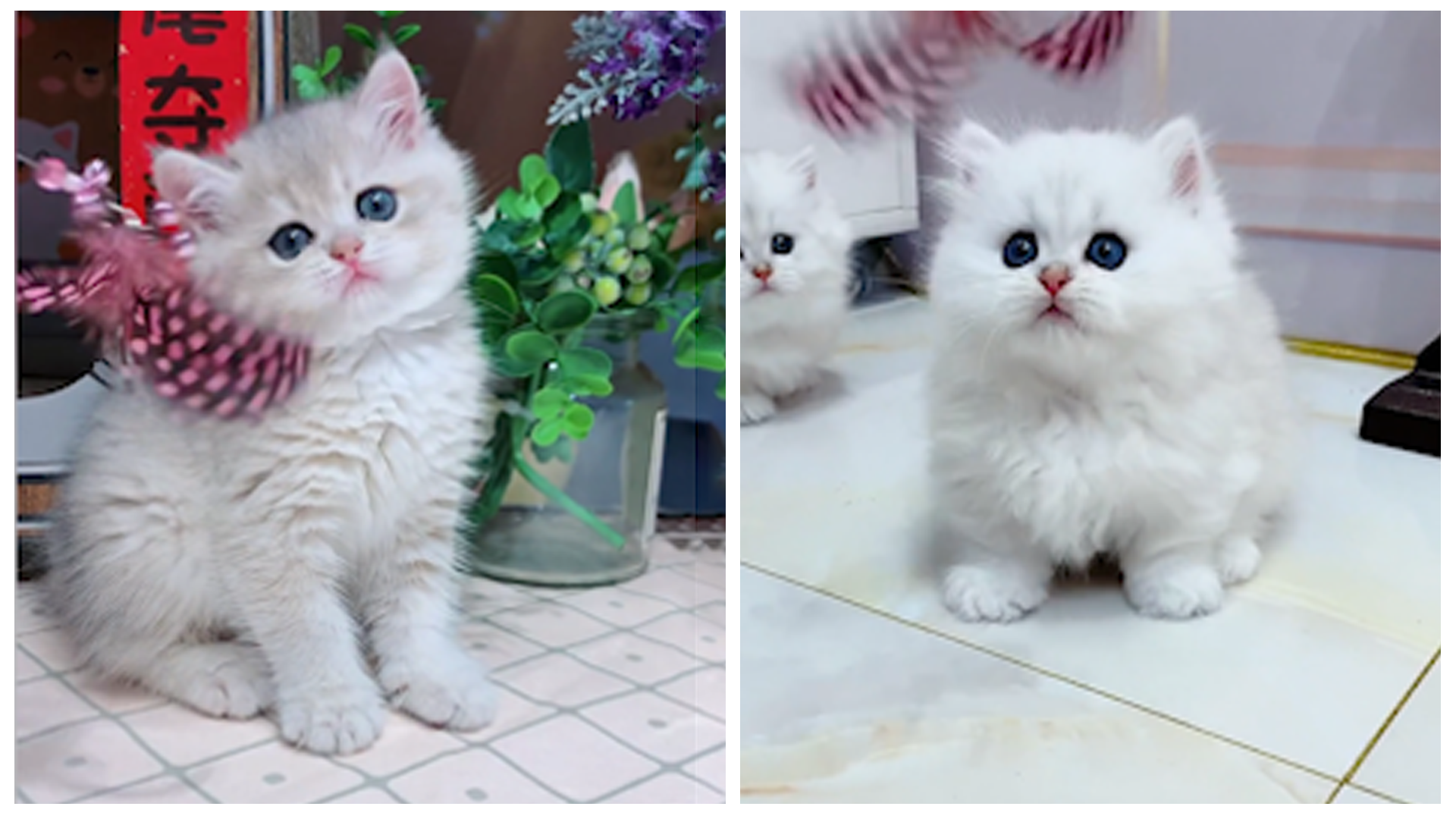 Adorable Baby Cat Moments That Will Melt Your Heart! 🐱 ️