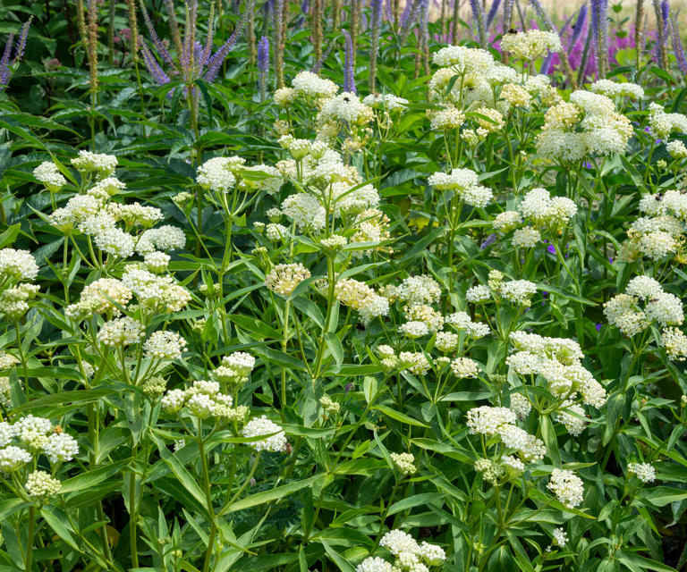 Gardening pros share 7 low-maintenance backyard ideas for maximum ...