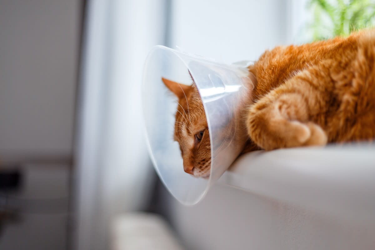 Cone-Wearing Orange Cat Told to ‘Take It Easy’ Opts for Most Hilarious ...