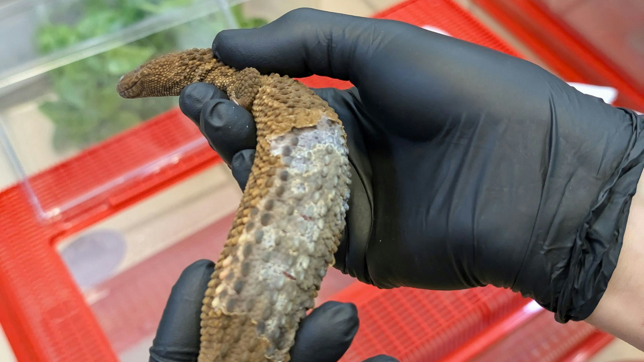 7 lebendige Warane am Flughafen Wien aufgegriffen