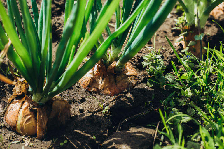 Best Companion Plants for Onions