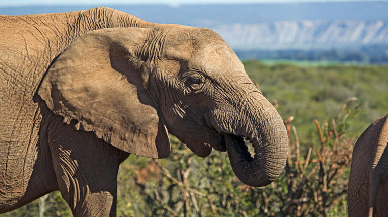 Times Humans Changed The Evolution Of Animals