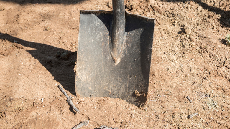 Successfully Plant A Tree In Sandy Soil With These Tips