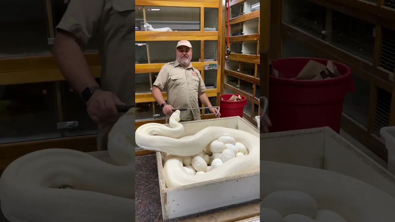 WHATS IN THE EGG (World's RAREST Snake Born ?)