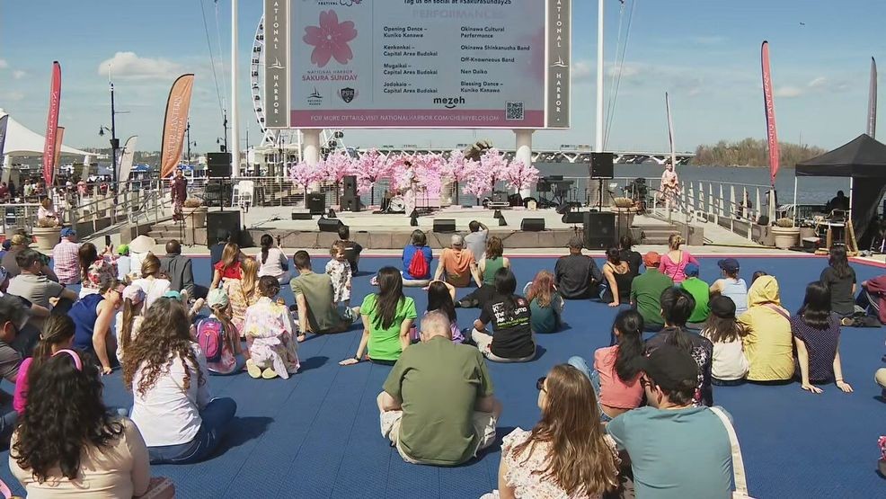 Sakura Sunday, Water Lantern Festival brings cherry blossom magic to ...