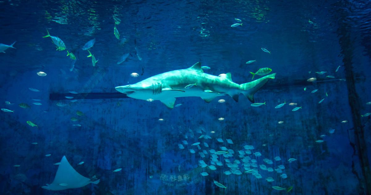 'Silent Killers' Sharks Break Their Silence Underwater, Caught Making ...