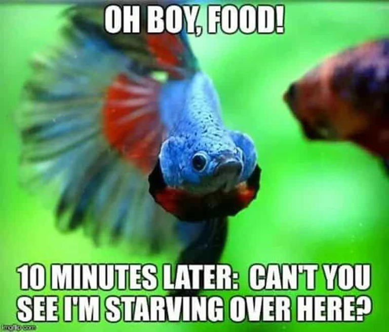 30 Funny Fish Memes That'll Have You Flopping On The Deck With Laughter