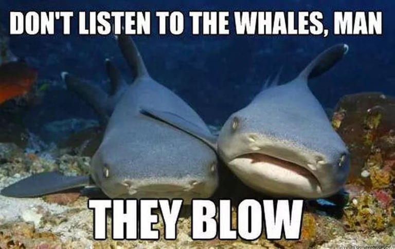 30 Funny Fish Memes That'll Have You Flopping On The Deck With Laughter
