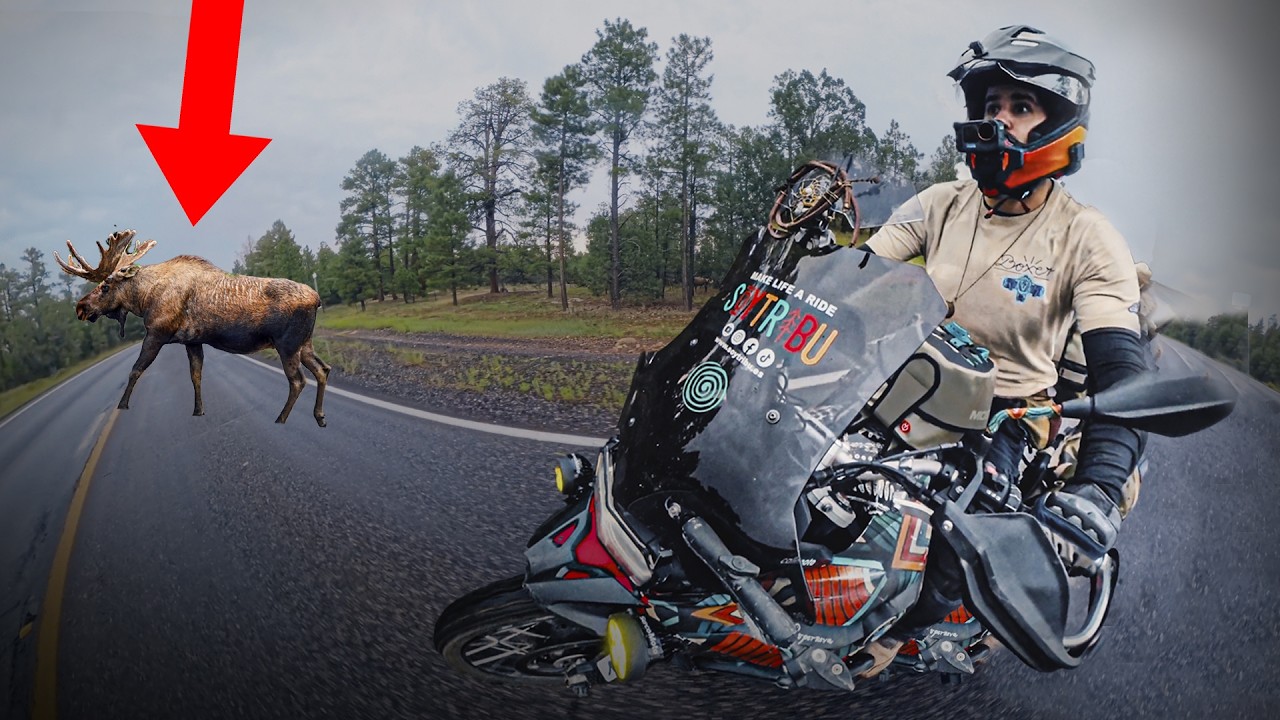 Se me Cruza un Gran Animal en La Salvaje Arizona Mientras Viajo en Moto ...