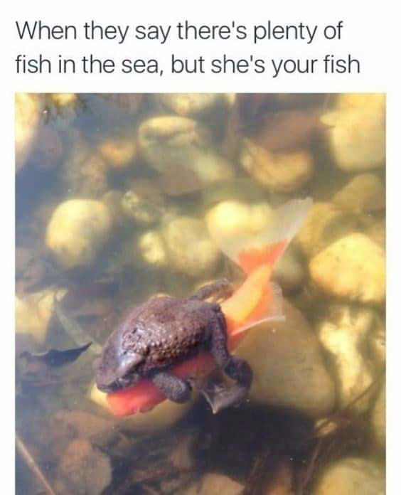 30 Funny Fish Memes That'll Have You Flopping On The Deck With Laughter