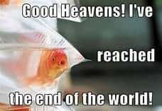 30 Funny Fish Memes That'll Have You Flopping On The Deck With Laughter