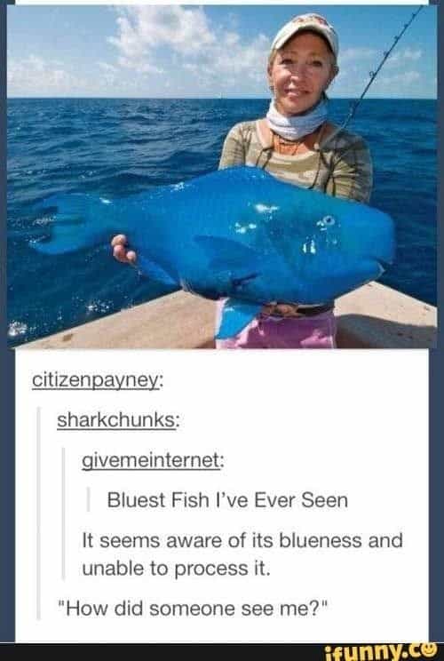 30 Funny Fish Memes That'll Have You Flopping On The Deck With Laughter