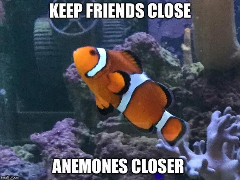30 Funny Fish Memes That'll Have You Flopping On The Deck With Laughter