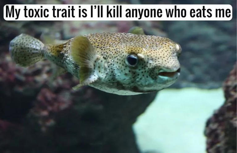 30 Funny Fish Memes That'll Have You Flopping On The Deck With Laughter
