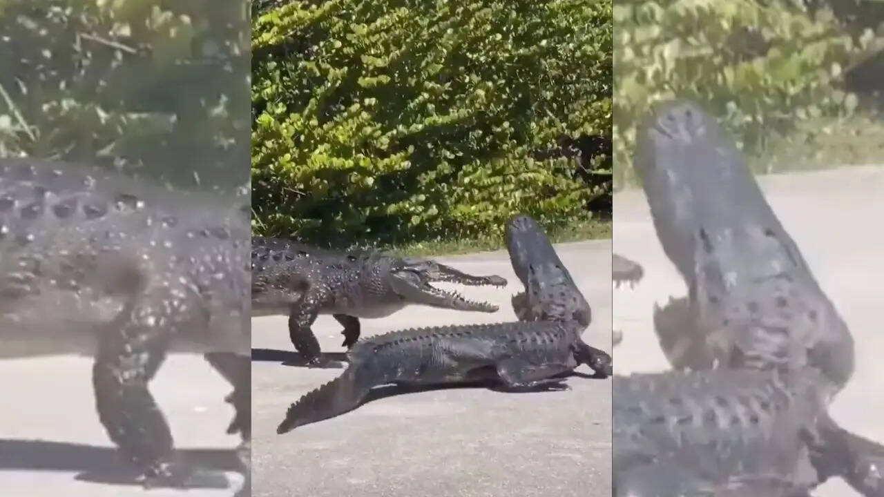 'Nature’s Ultimate Battle': Crocodile, Alligator Caught In Brutal Fight ...
