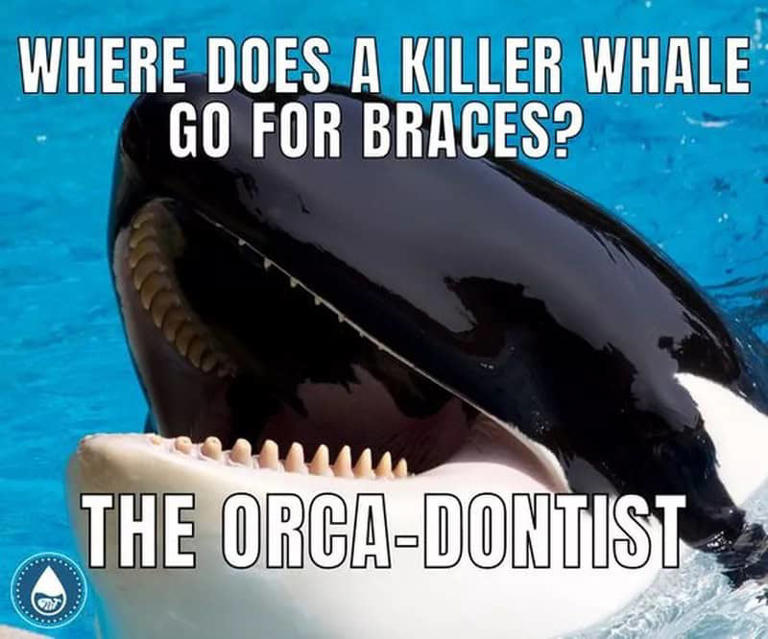 30 Funny Fish Memes That'll Have You Flopping On The Deck With Laughter