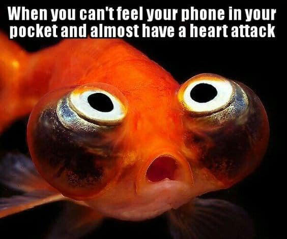 30 Funny Fish Memes That'll Have You Flopping On The Deck With Laughter
