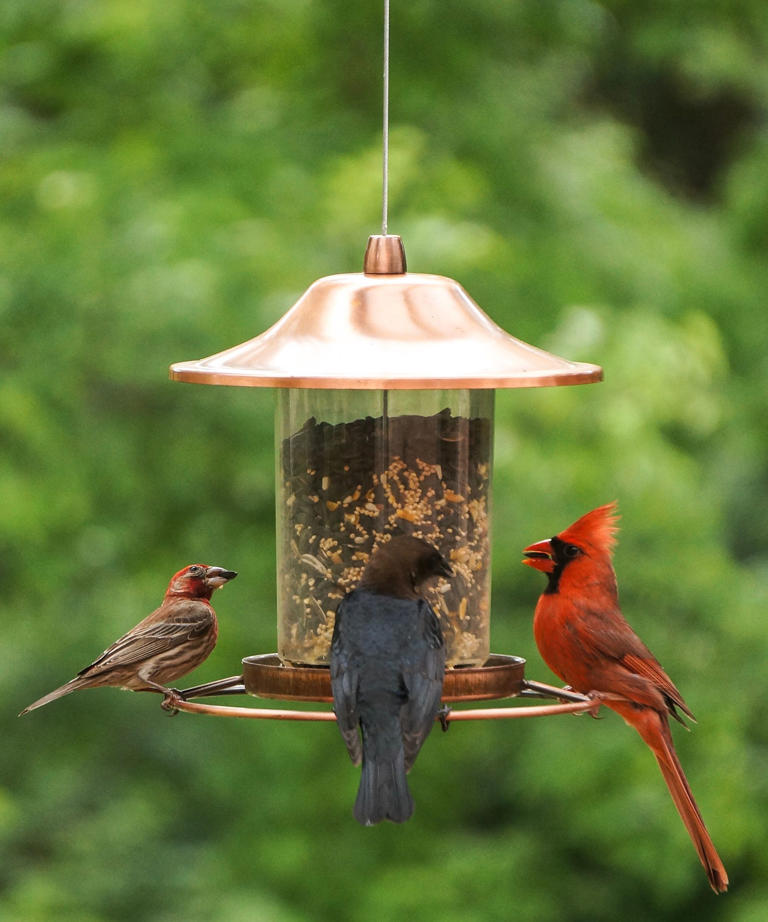 'Chirp-cuterie' boards are our latest bird feeding obsession – you can ...