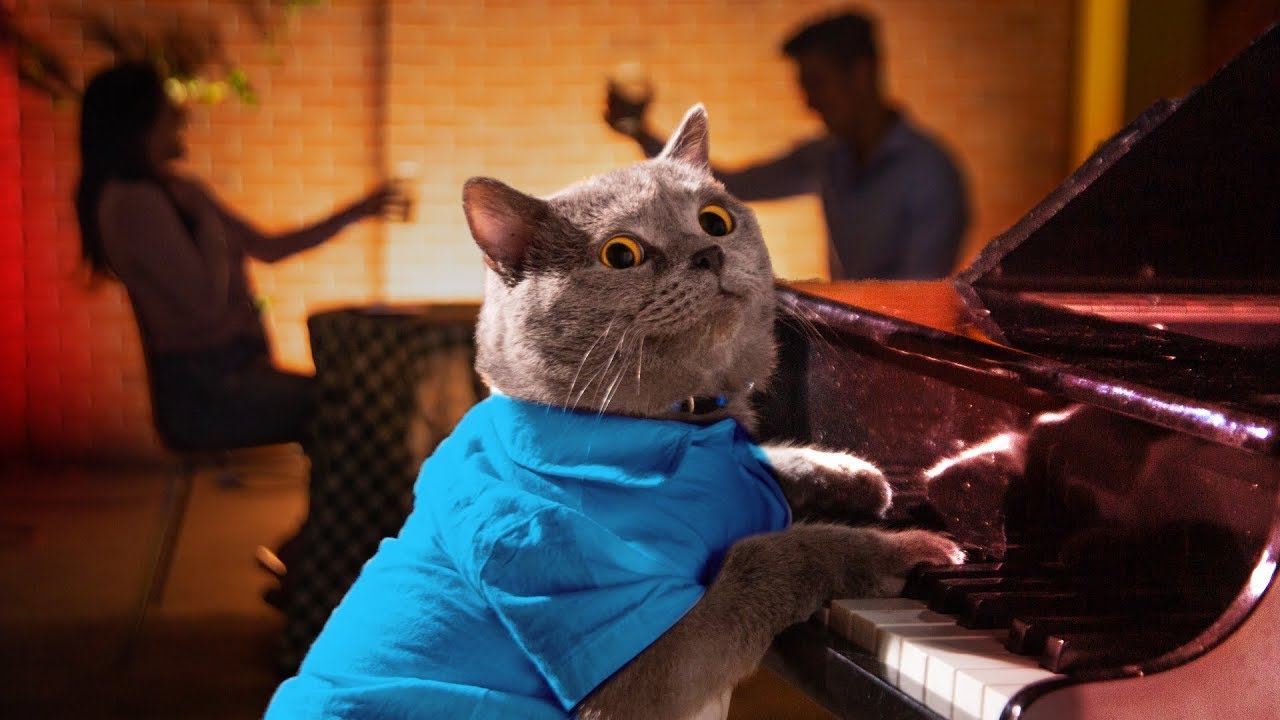 Cat proves to be the ultimate wingman in social scenarios