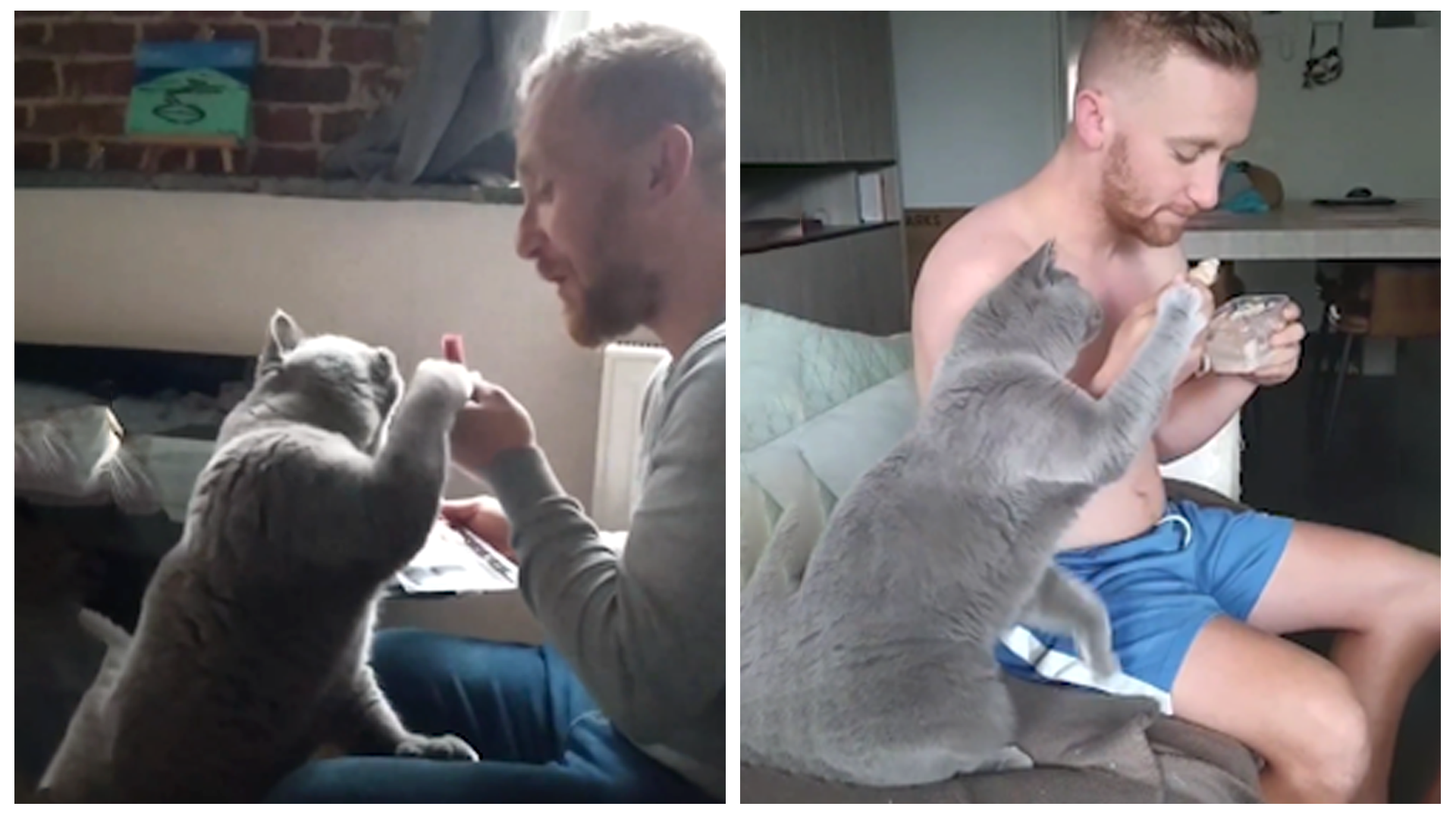 Hilarious Cat Moments That Will Never Fail to Make You Laugh! 🐱😂