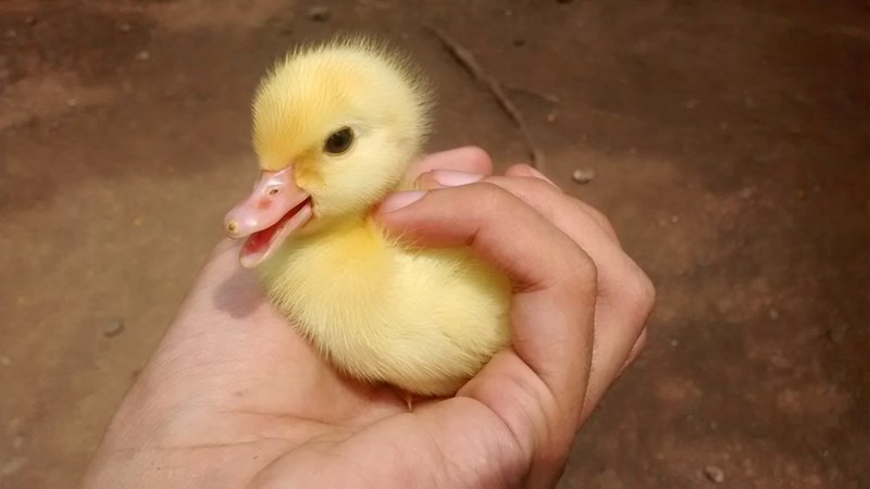 23 Itty Bitty Cute Baby Animals To Bring A Smile To Your Face (March 30 ...
