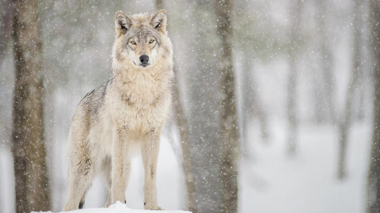 Times Humans Changed The Evolution Of Animals