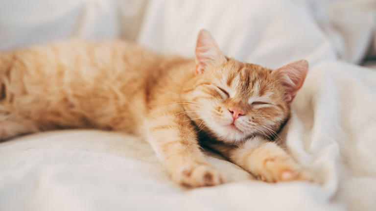 Times Humans Changed The Evolution Of Animals