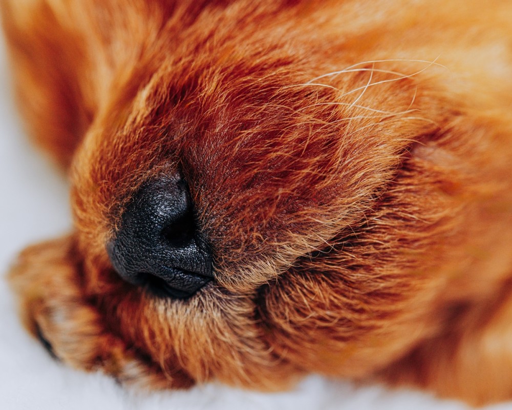 Half-Ginger Goldendoodle Who Looks Like a Muppet Learns to Adorably ...