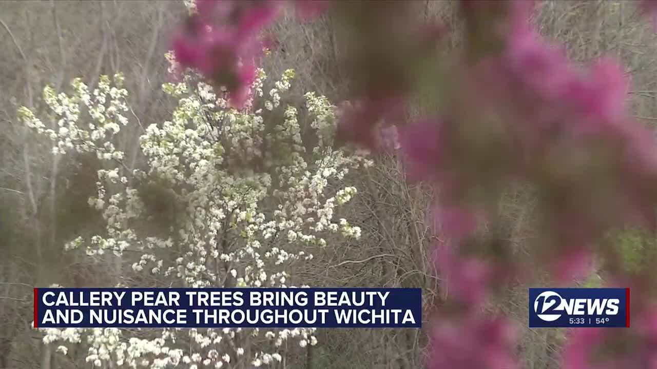 ‘Kind of a Jurassic Park situation’: Invasive spread of Callery pear trees