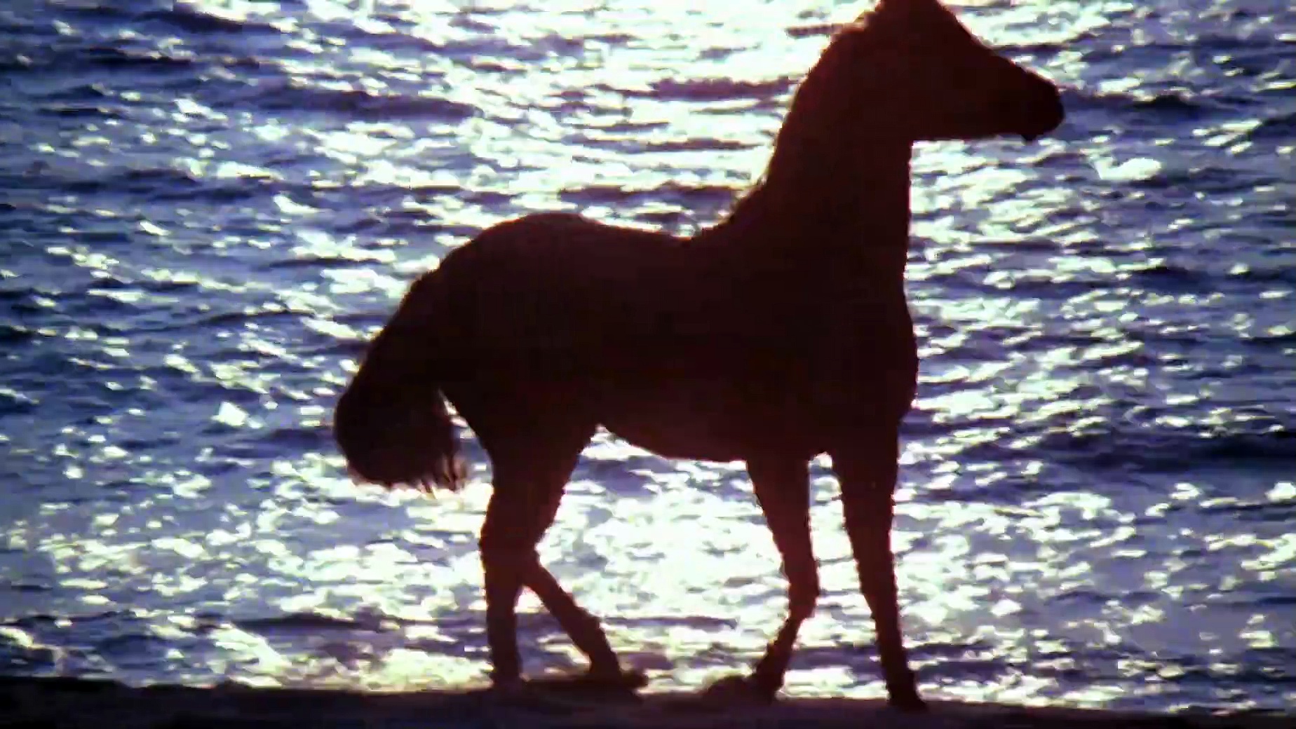 The Black Stallion Movie (1979)