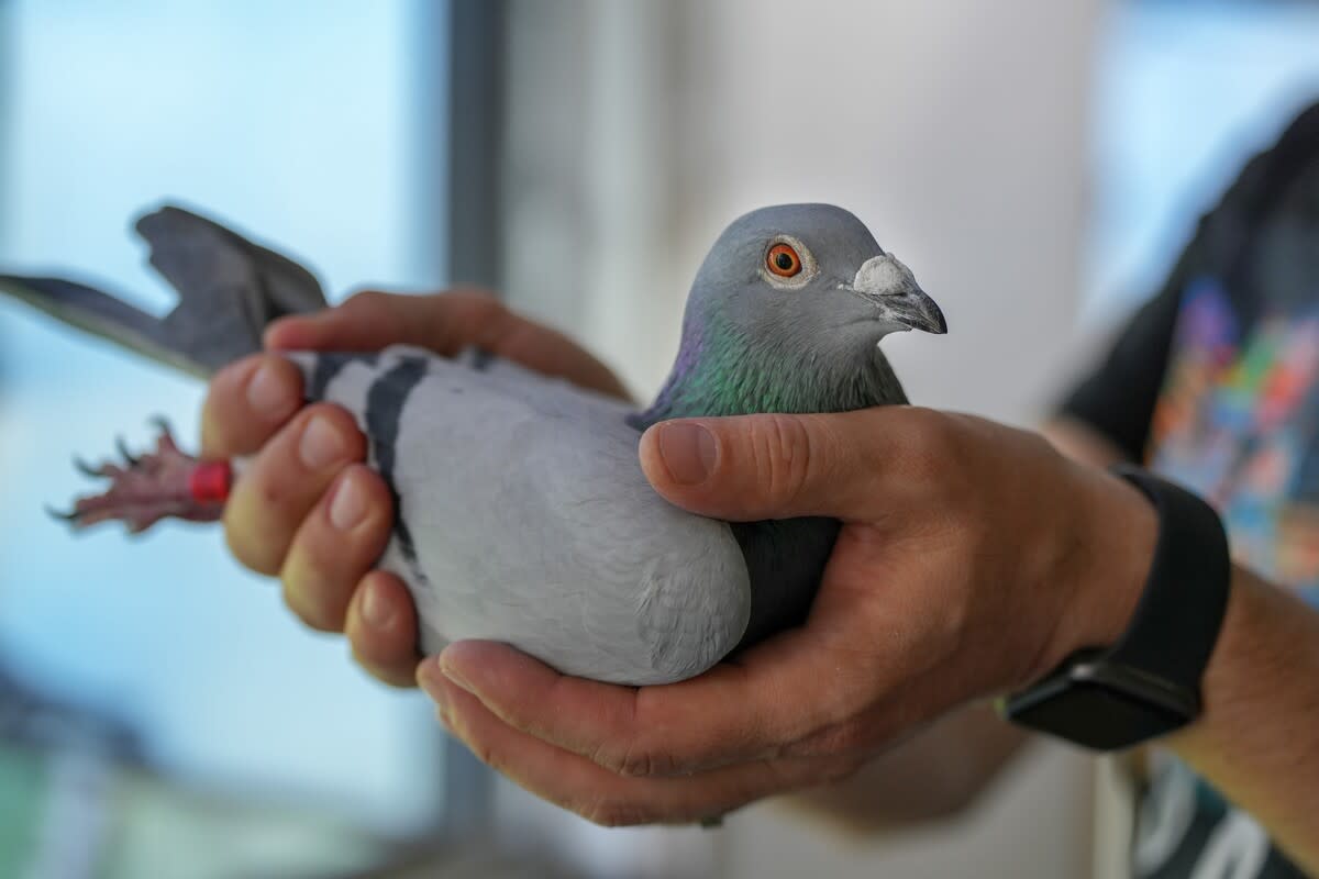 Sweet Pigeon Cooing with Delight Over Kisses From Human Highlights the ...