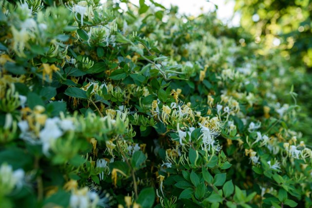 Homeowner horrified after discovering rampant spread of dangerous pest ...