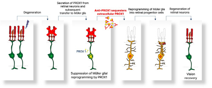 KAIST research team develops world's first damaged vision recovery ...