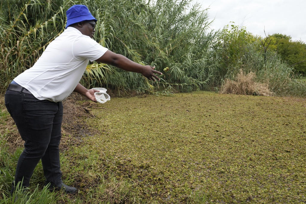 Scientists hope hungry weevils from Louisiana can tackle South Africa's ...