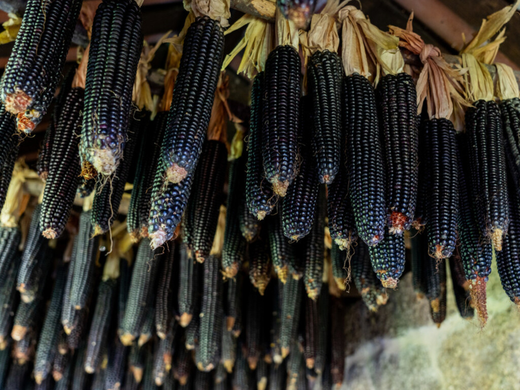 Qué es el millo corvo: el maíz gallego cargado hasta arriba de ...