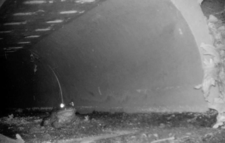 Long Island ‘tunnel of love’ gives frogs a safe place to hop to it ...