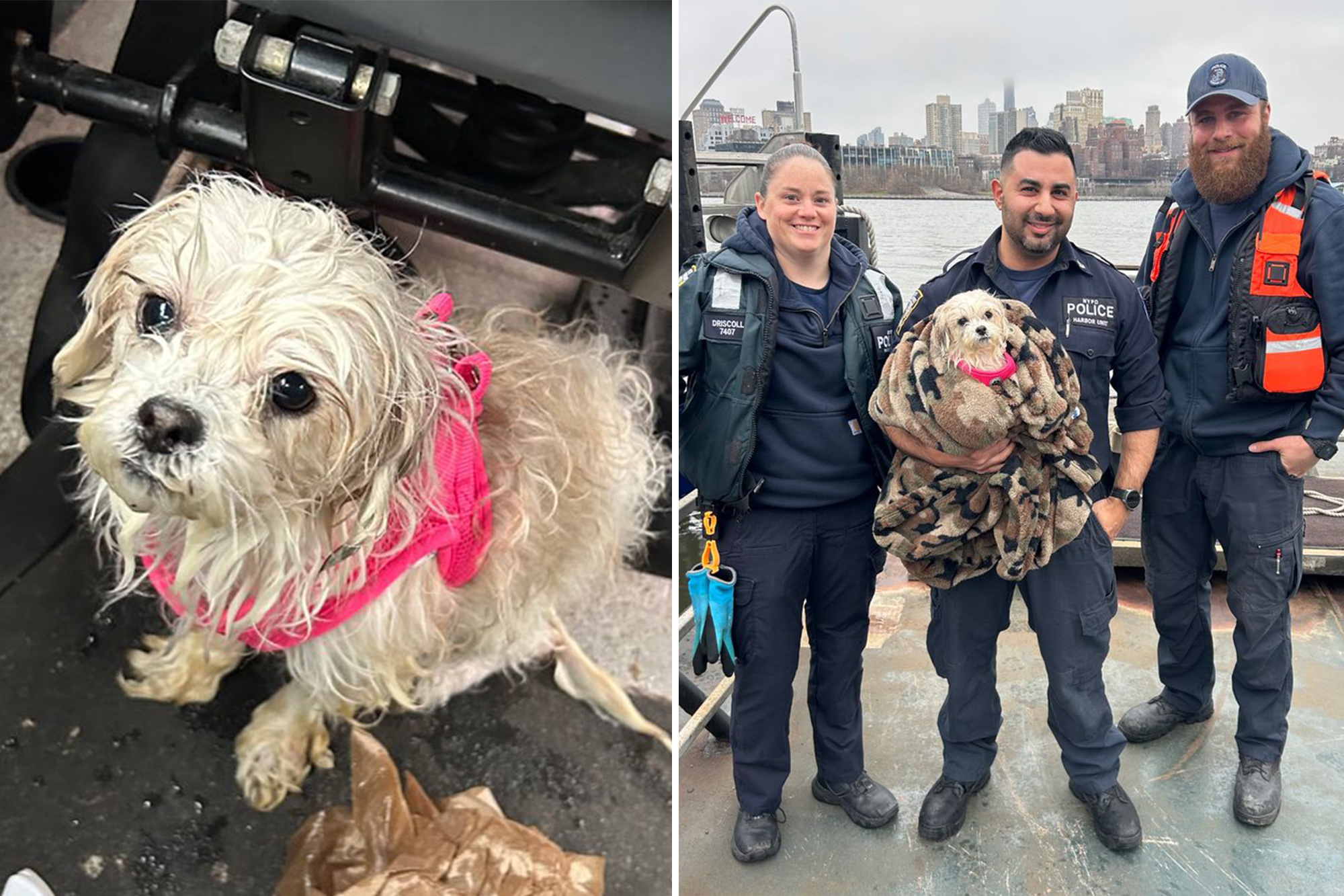 NYPD searching for owners of a dog rescued from ‘ruff waters’ of East River