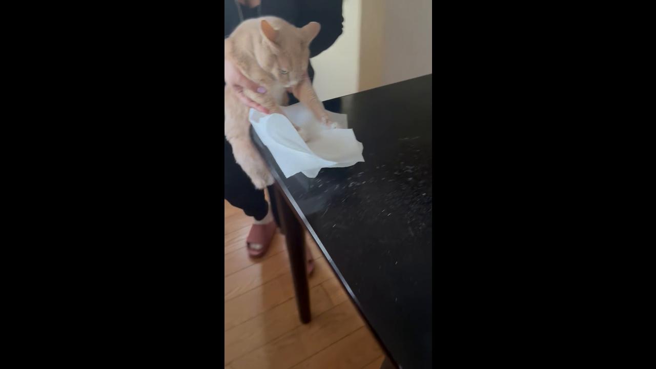 When You Try to Make a Cat Clean Up Its Own Mess