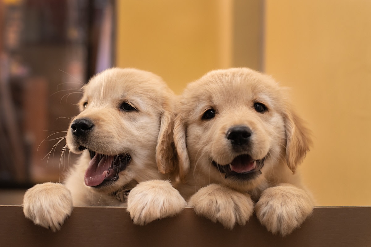 Golden Retriever Puppies Go From Begging to Binging ‘Bluey’ When Theme ...