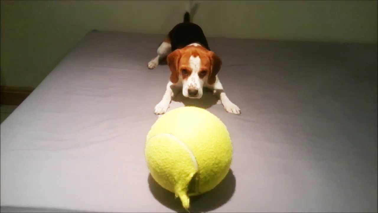 Beagle puppy battles a giant tennis ball in cute showdown